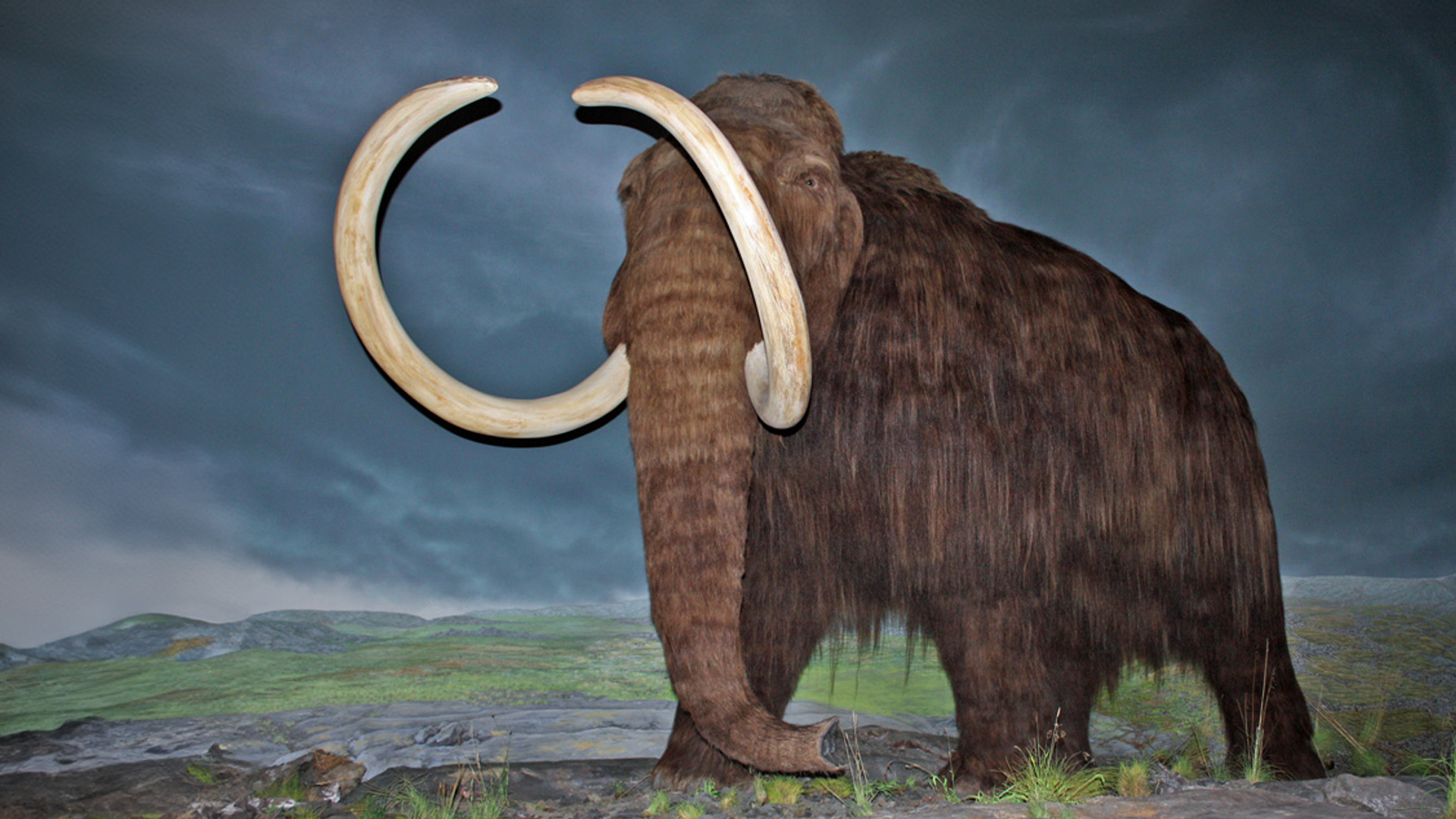 Paleontoloog schenkt duizenden botten aan museum - Vroege Vogels - BNNVARA