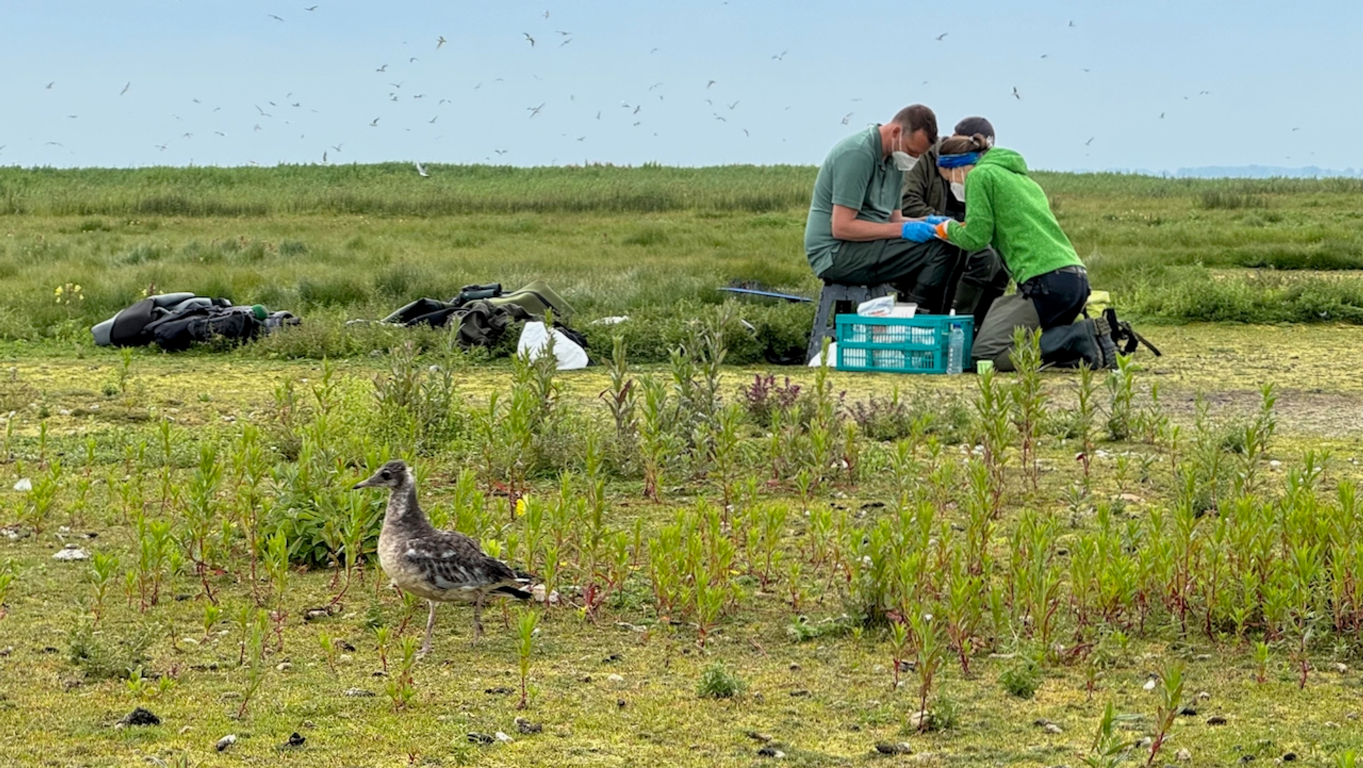 Hebben meeuwen en sterns weerstand opgebouwd tegen de vogelgriep ...