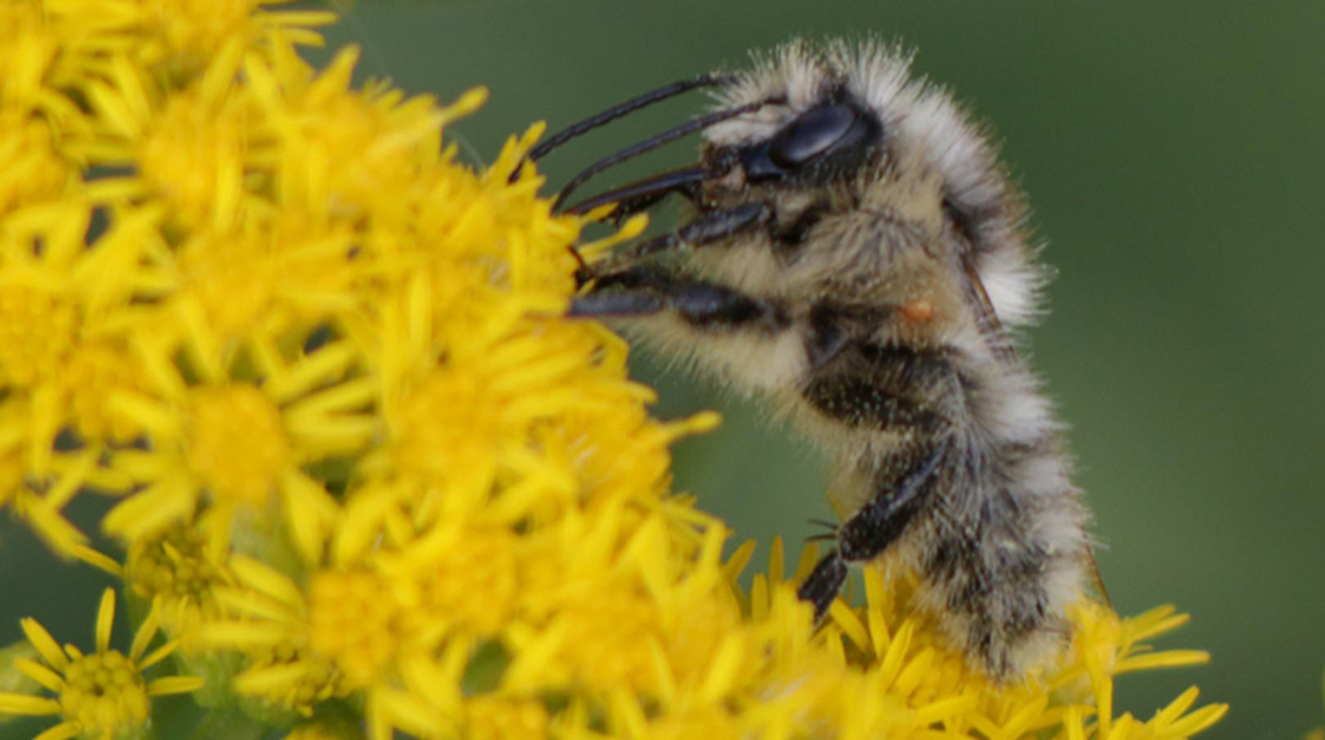 Zeldzame zandhommel van de Biesbosch - Vroege Vogels - BNNVARA
