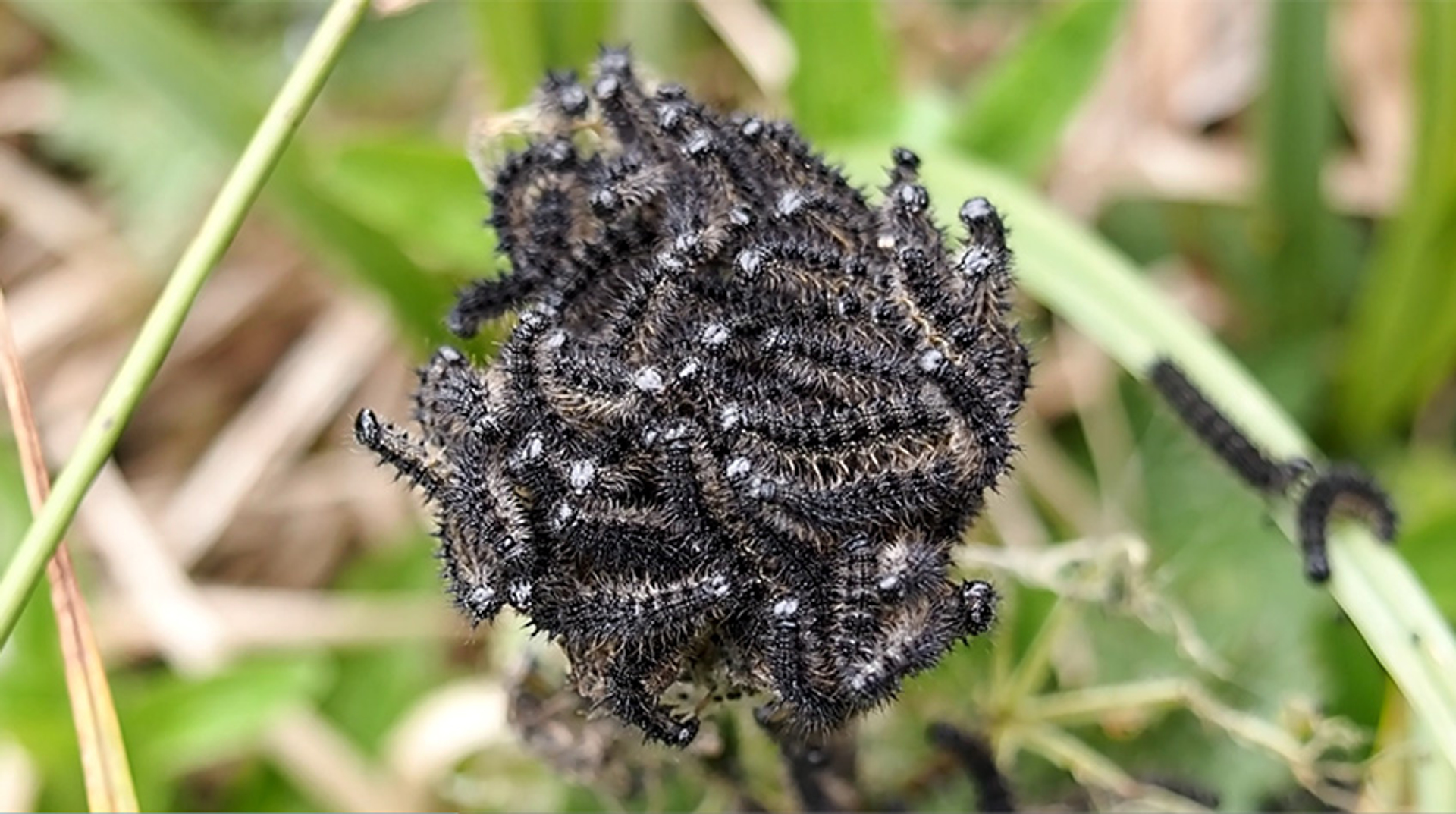 Filmpje: kluwen van rupsen maakt schokkerige beweging - Vroege Vogels ...