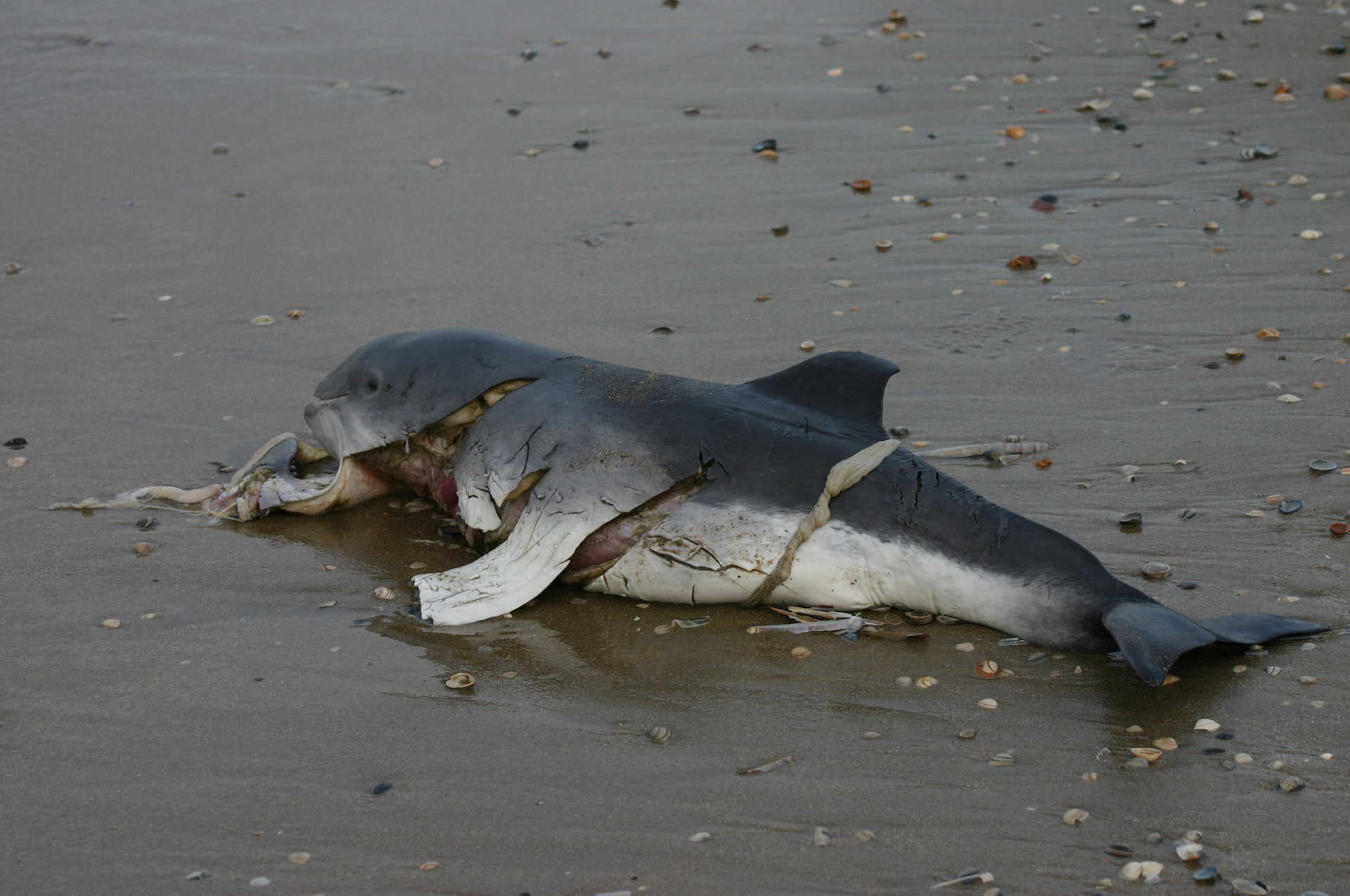 Bruinvis - Vroege Vogels - BNNVARA