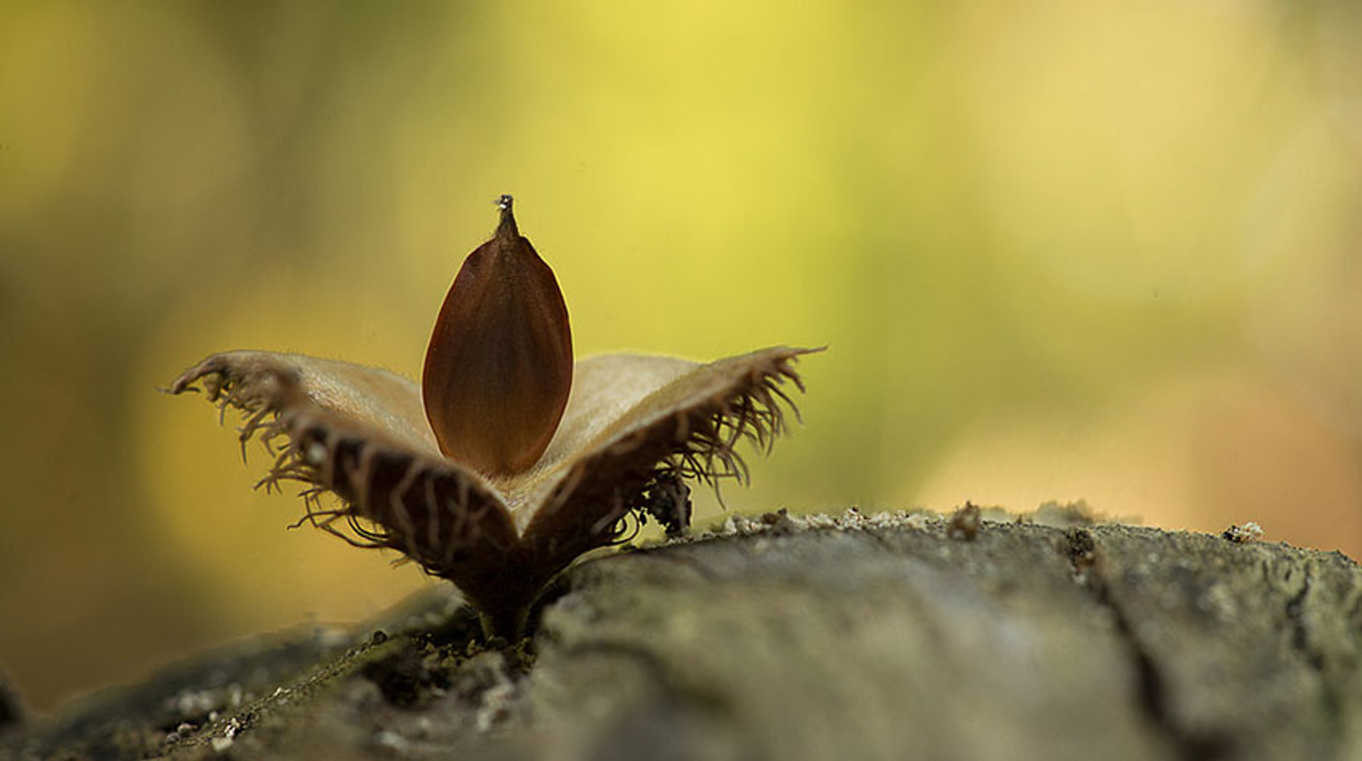 Dieren houden van beukennootjes - Vroege Vogels - BNNVARA
