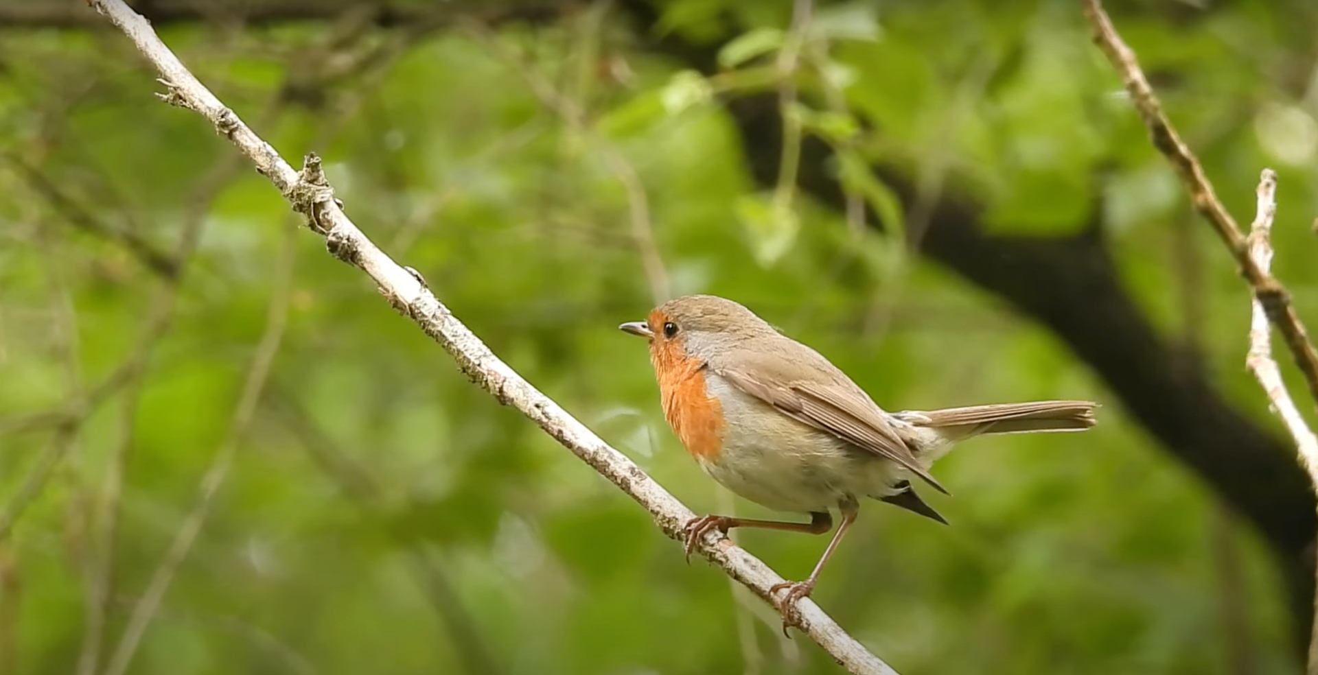 Alarmroep van de roodborst | Zelf Geschoten - Vroege Vogels - BNNVARA