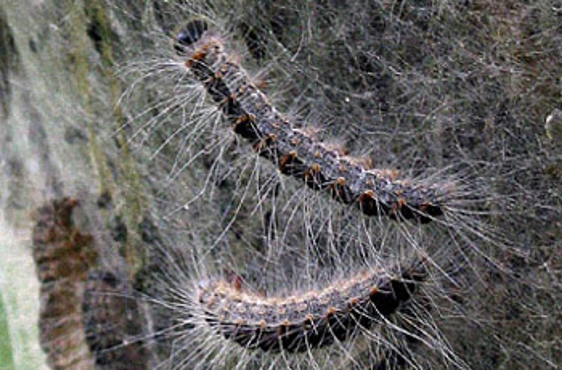 Vroege overlast verwacht door eikenprocessierups - Vroege Vogels - BNNVARA