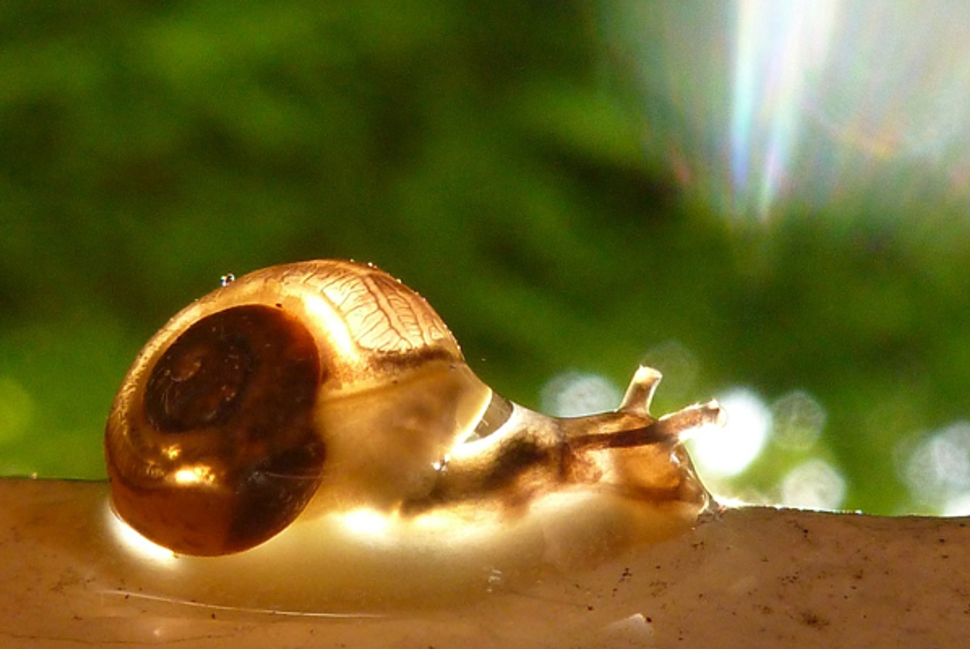 Fotoserie: Goud in de natuur - Vroege Vogels - BNNVARA