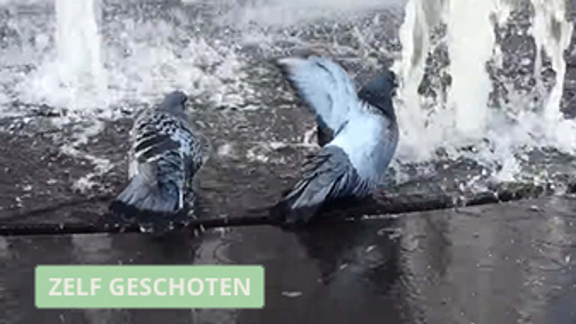 Stadsduiven badderen in fontein - Vroege Vogels - BNNVARA