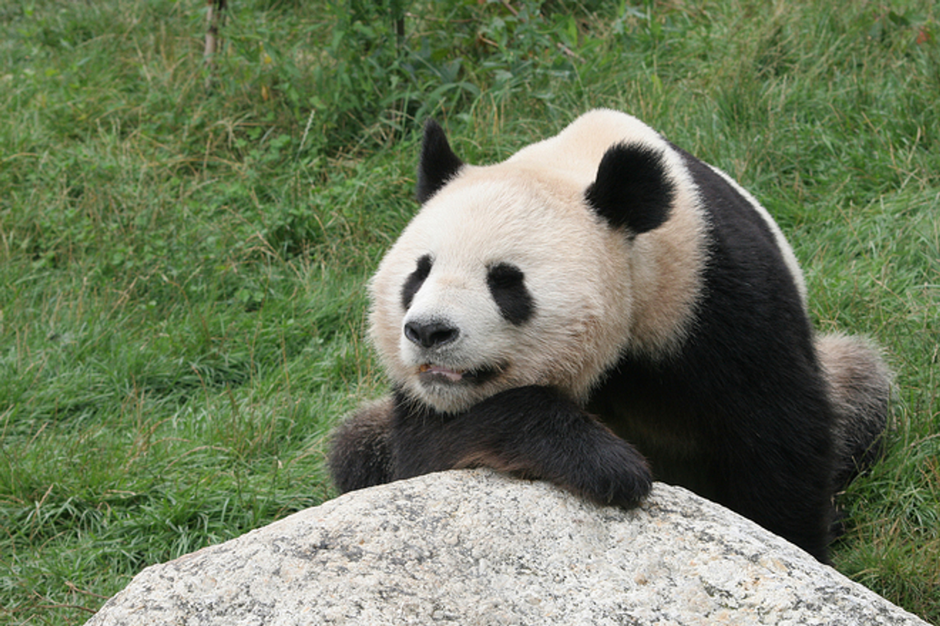 China leent panda's aan Nederland - Vroege Vogels - BNNVARA