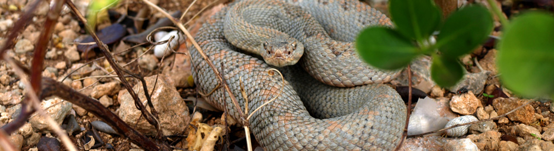 Arubaanse ratelslang - Vroege Vogels - BNNVARA