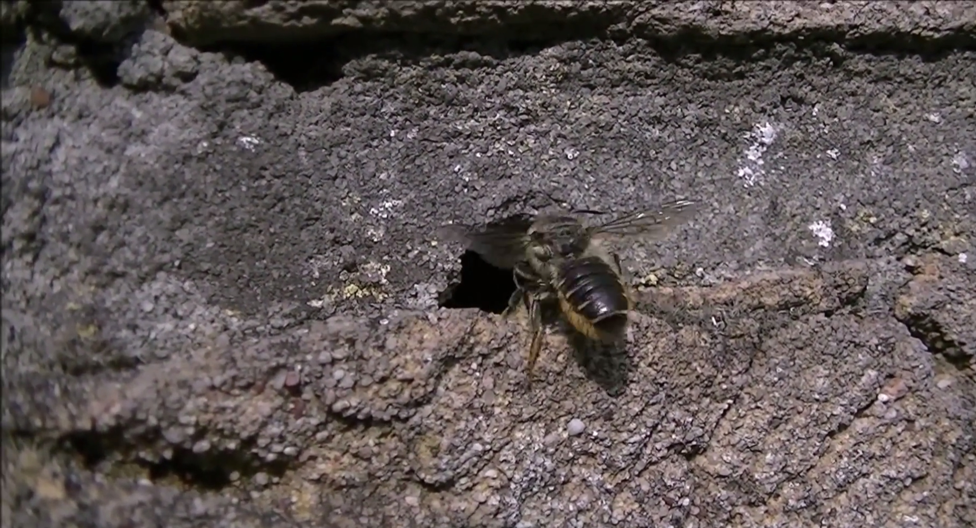 Nestelende behangersbij - Vroege Vogels - BNNVARA