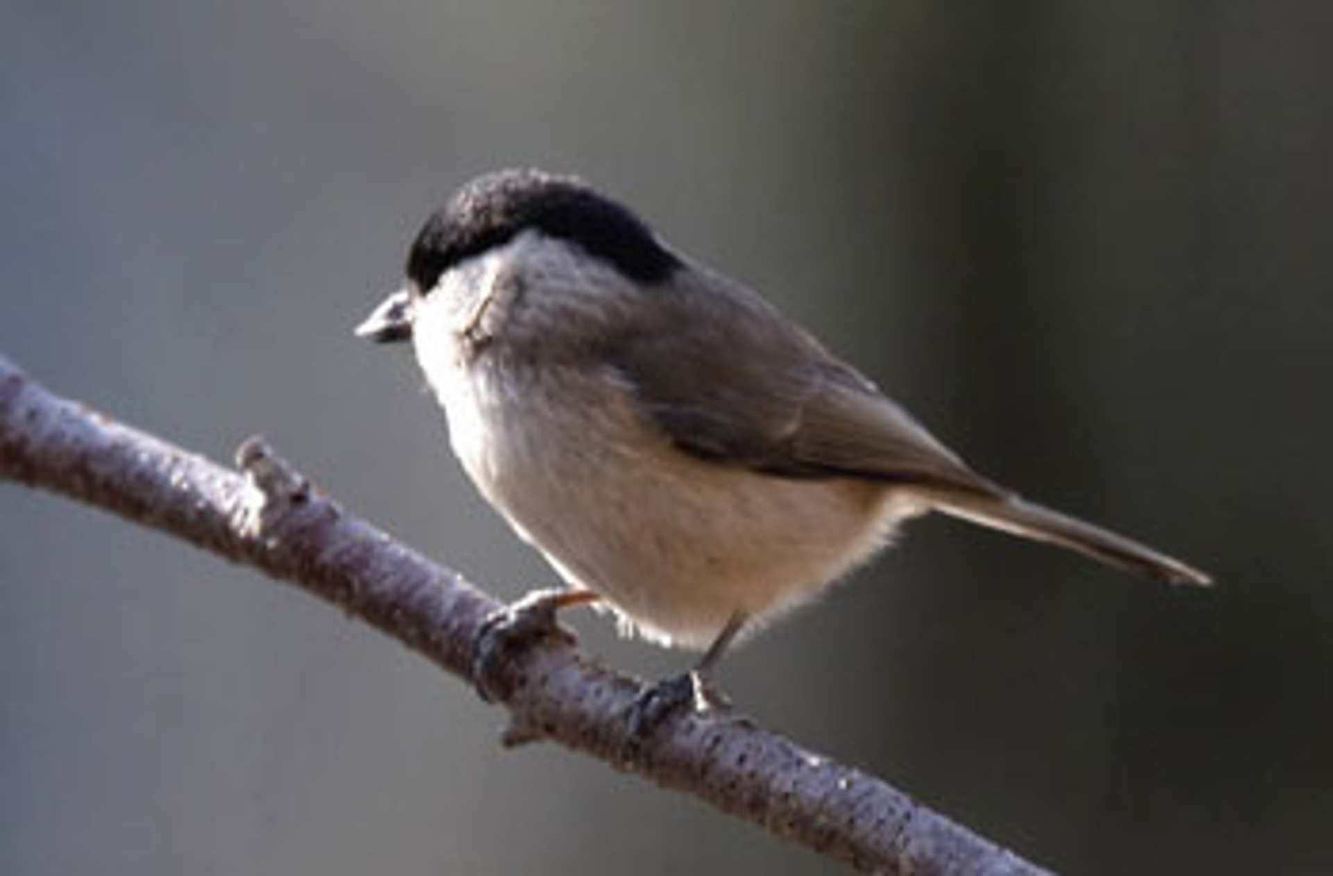Subtiele verschillen tussen matkop en glanskop - Vroege Vogels - BNNVARA