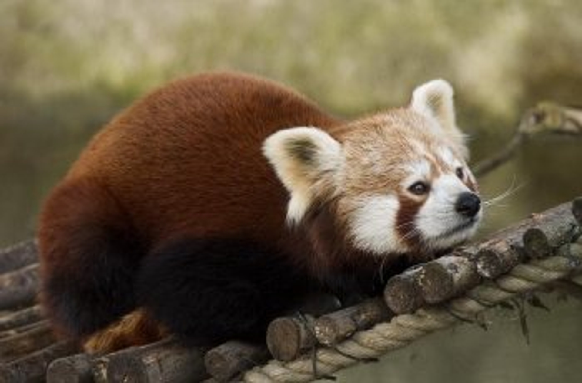 Panda ontsnapt uit dierentuin - Vroege Vogels - BNNVARA