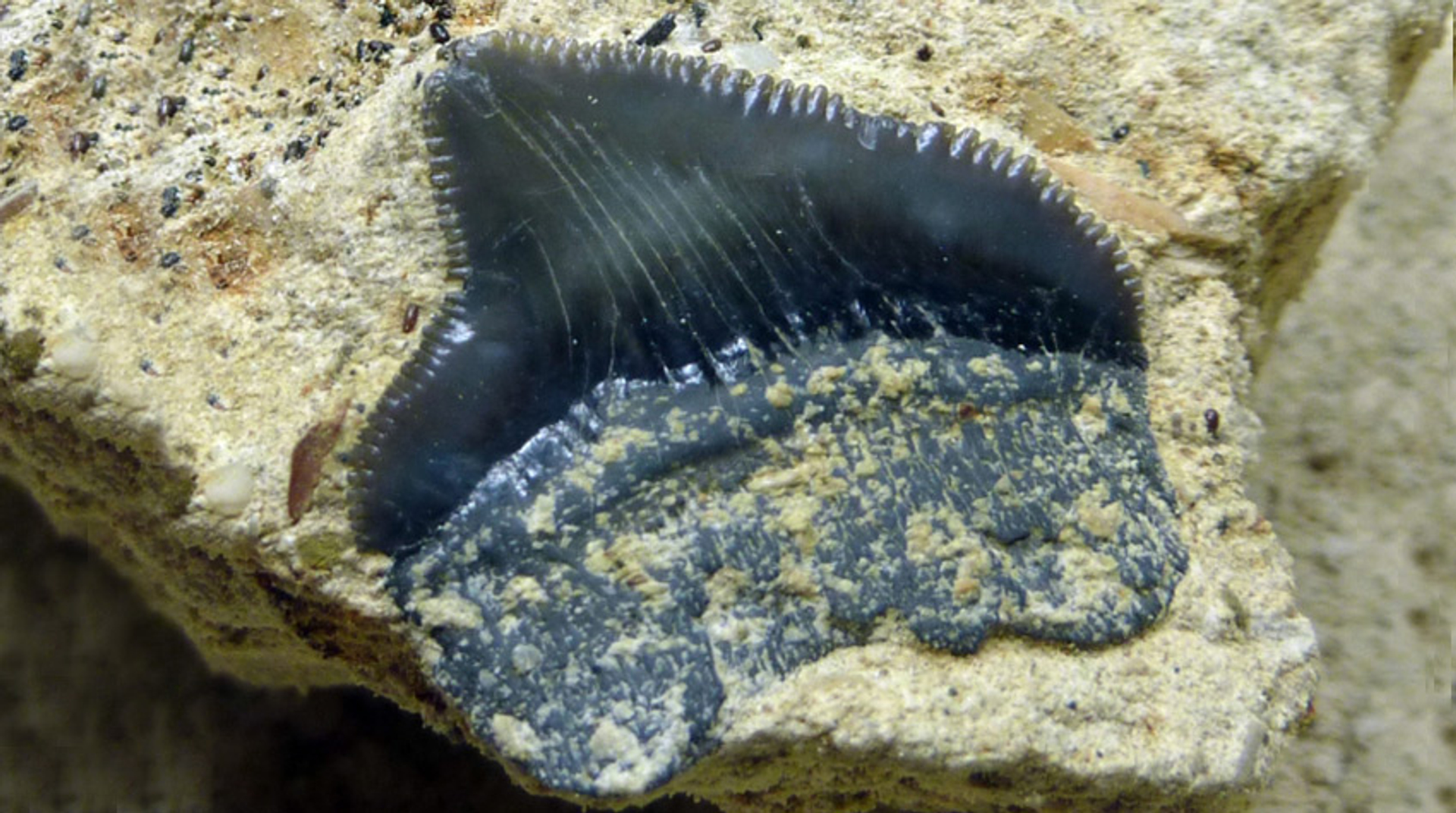 Oude haaientanden in Limburgse ENCI-groeve - Vroege Vogels - BNNVARA