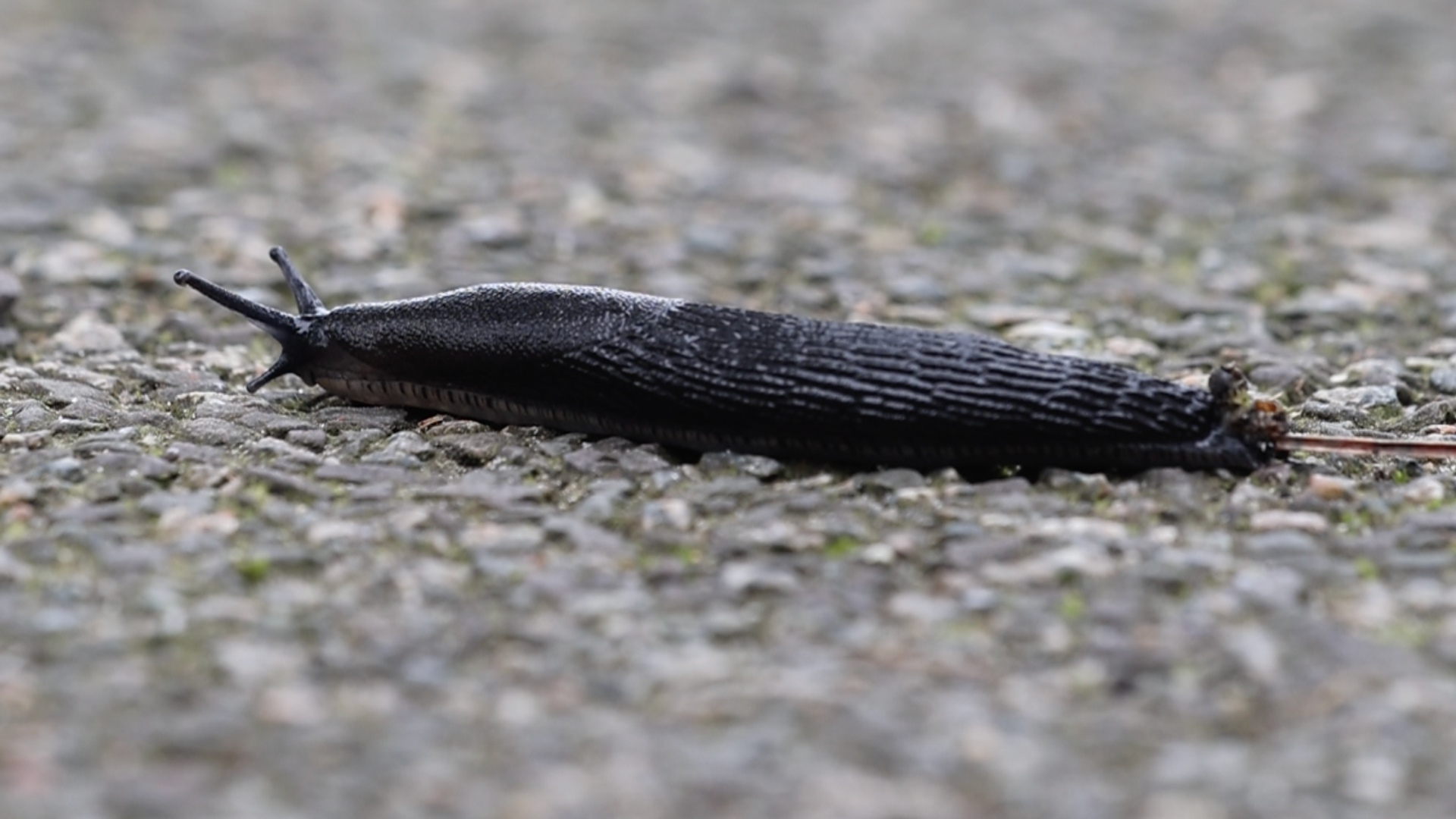 Naaktslak kruipt voorbij | Zelf Geschoten - Vroege Vogels - BNNVARA