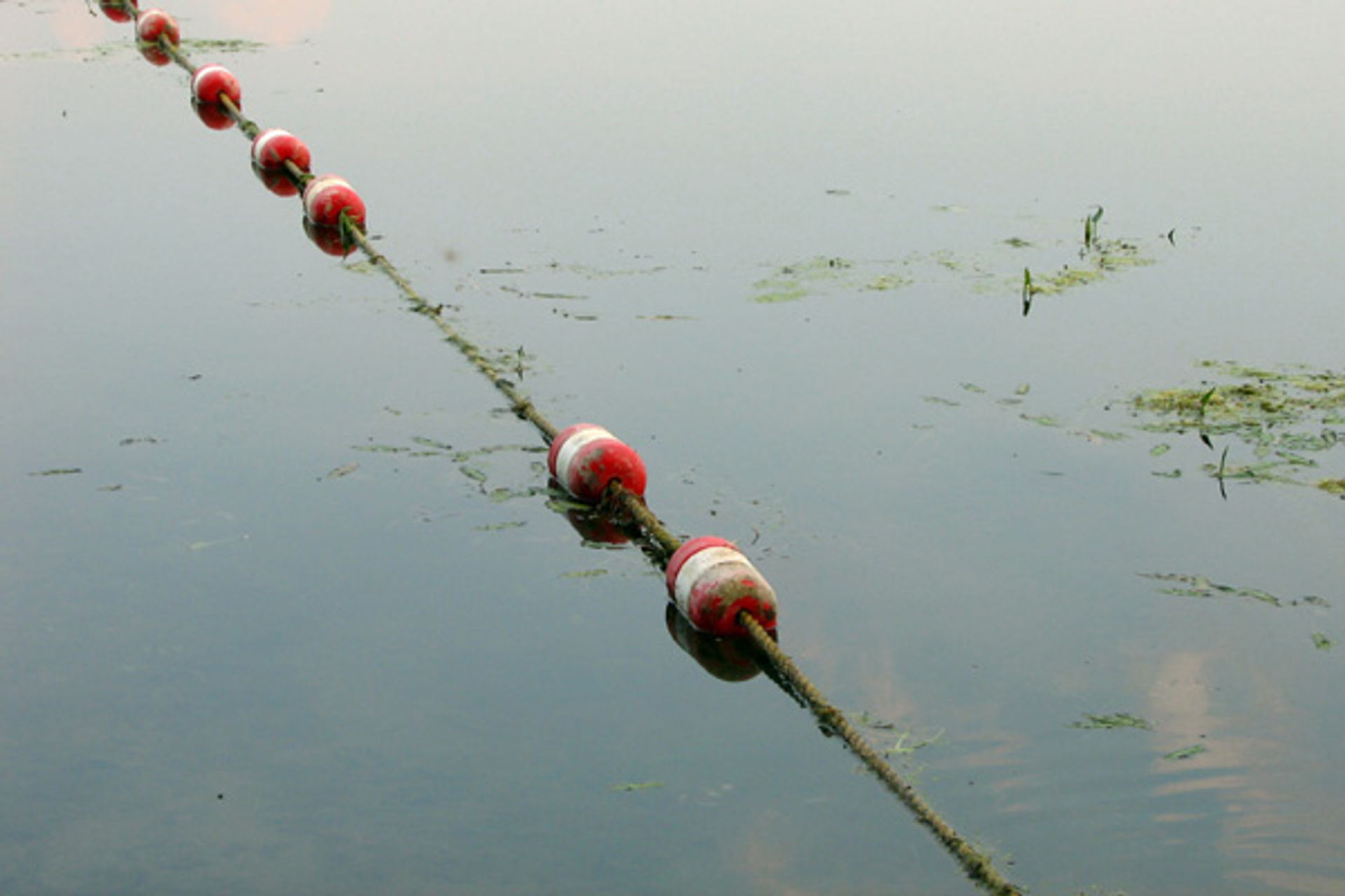 Massale duik in het vieze water - Vroege Vogels - BNNVARA