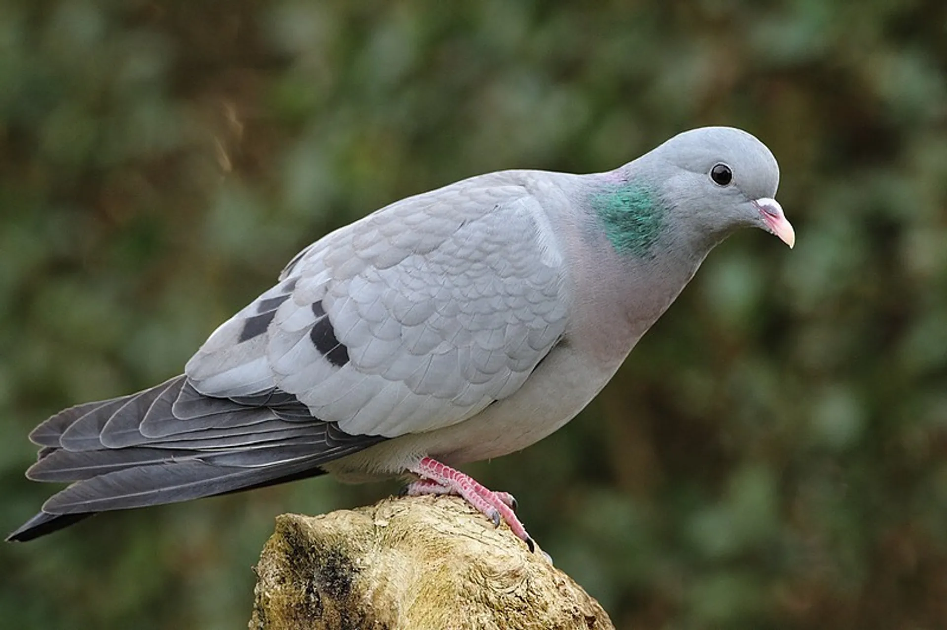 Oproep: Volg de broedende holenduiven! - Vroege Vogels - BNNVARA