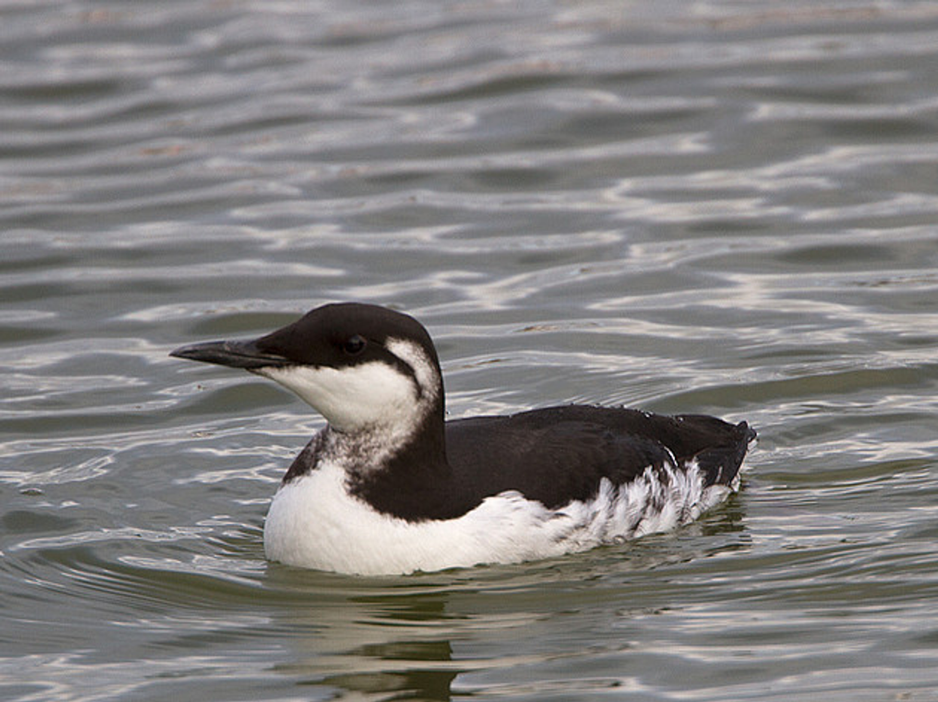 Friese Front aangewezen voor zeekoet - Vroege Vogels - BNNVARA