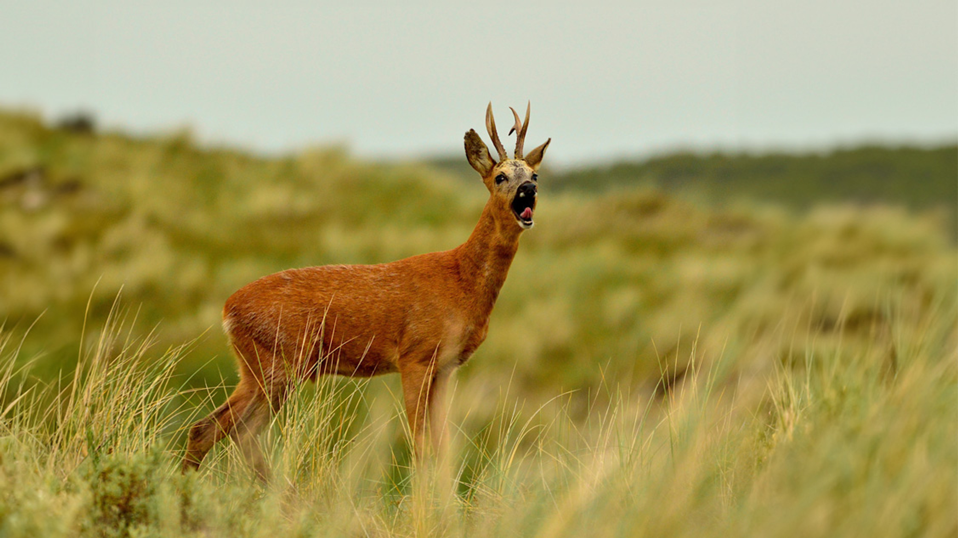 Ree klinkt als blaffende hond - Vroege Vogels - BNNVARA