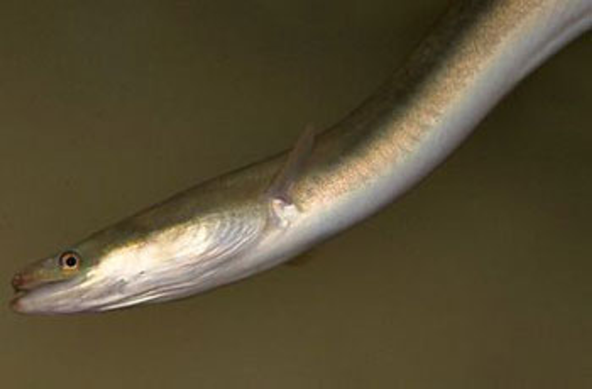 Uitzetten miljoenen jonge palingen helpt de natuur - Vroege Vogels ...