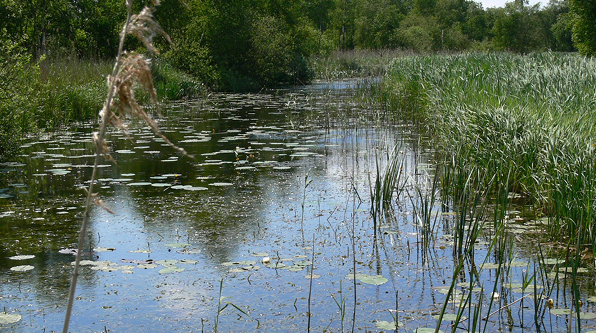 'Mest, bestrijdingsmiddelen, medicijnresten en PFAS vervuilen kleine ...