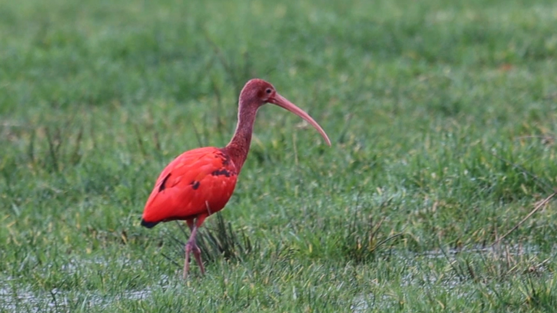 Rode ibis gespot! | Zelf Geschoten - Vroege Vogels - BNNVARA