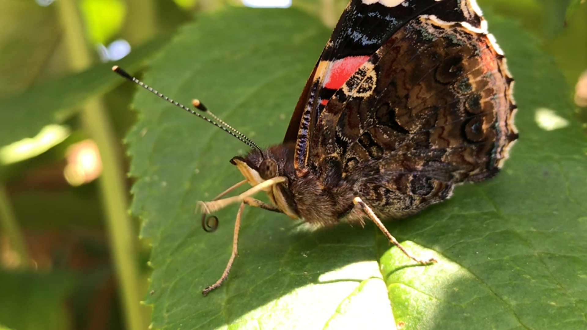 Atalanta maakt roltong schoon | Zelf Geschoten - Vroege Vogels - BNNVARA