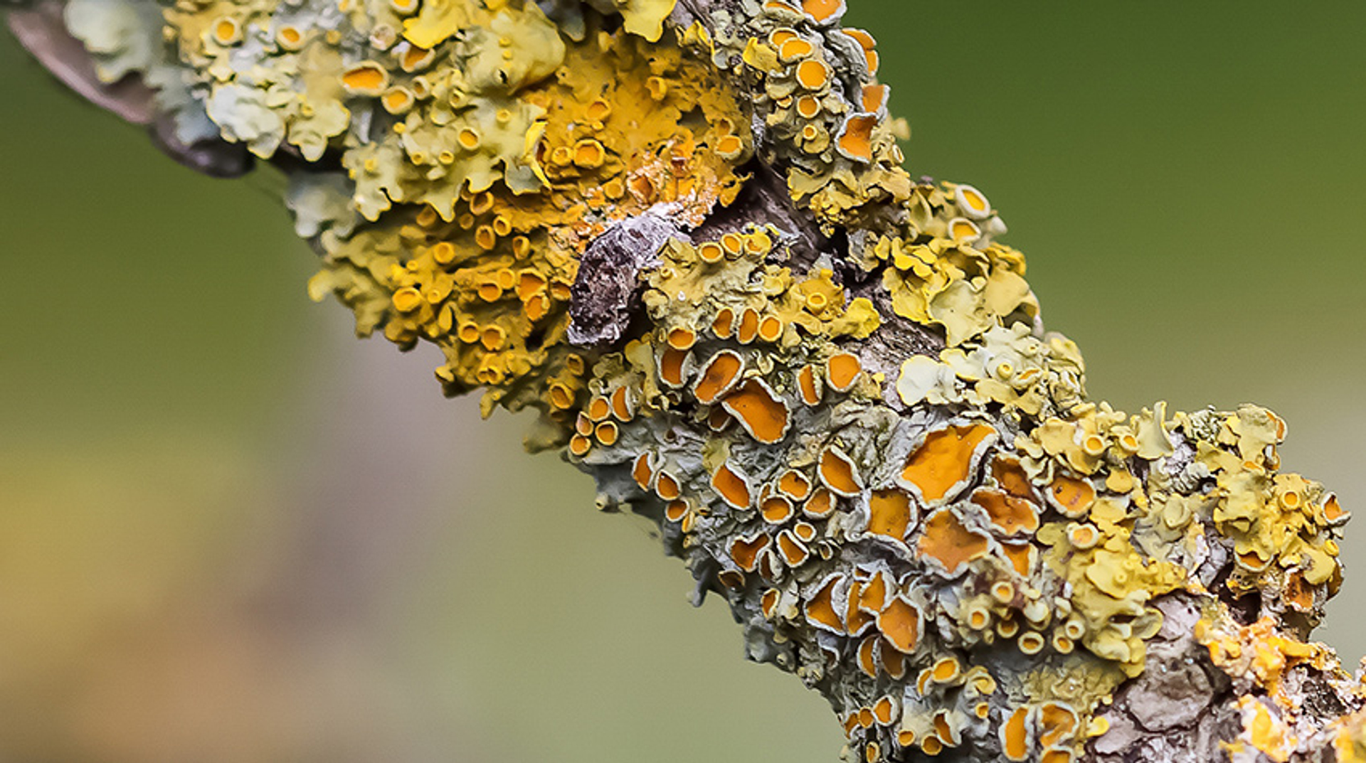 Korstmossen verdwijnen uit agrarisch gebied - Vroege Vogels - BNNVARA