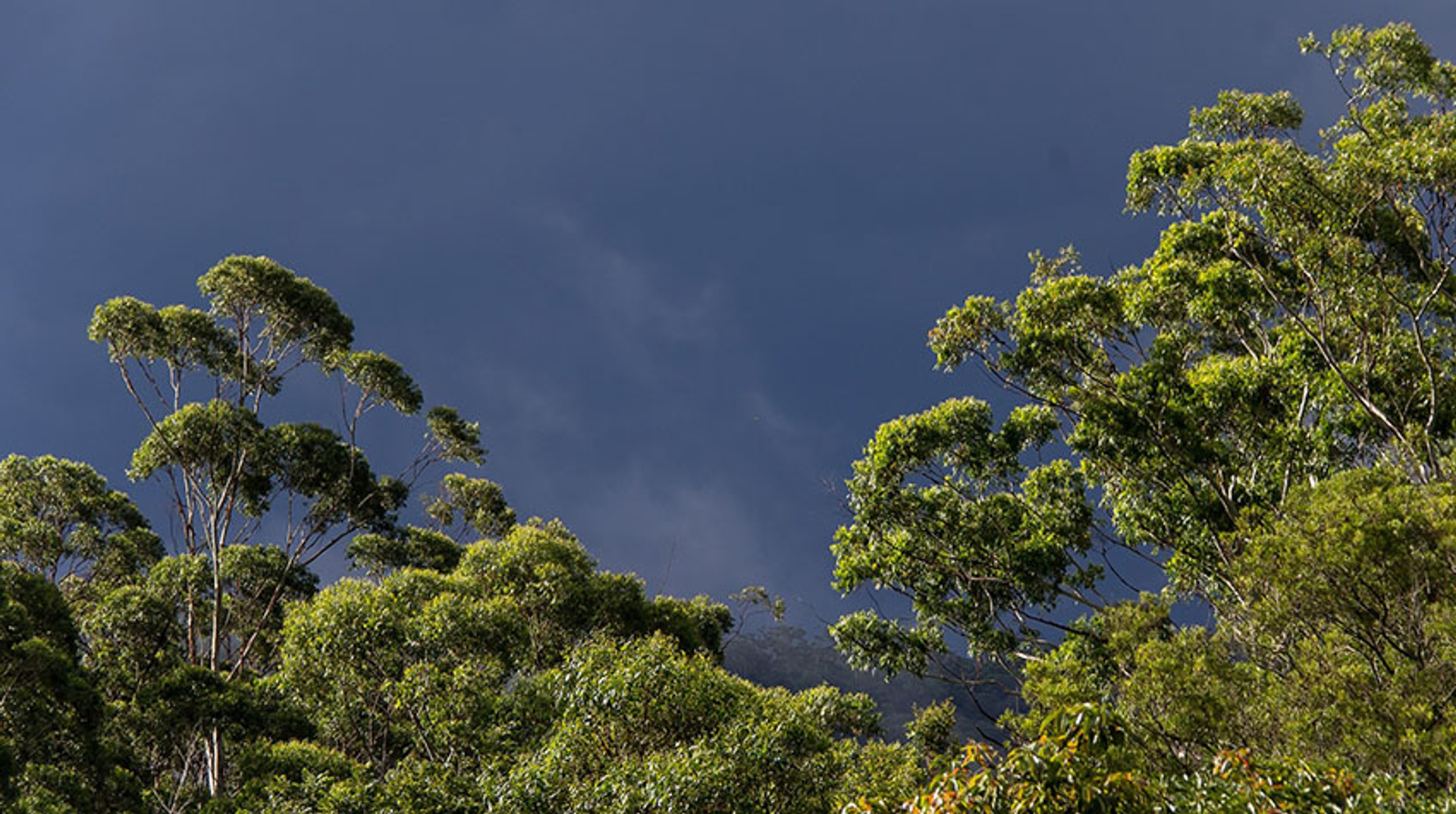 43 miljoen hectare aan tropisch bos gekapt voor landbouw - Vroege ...