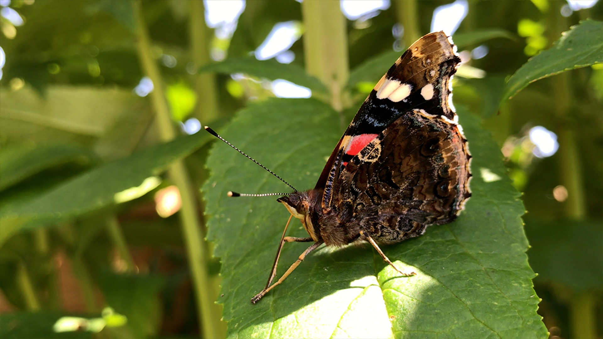Atalanta maakt roltong schoon | Zelf Geschoten - Vroege Vogels - BNNVARA