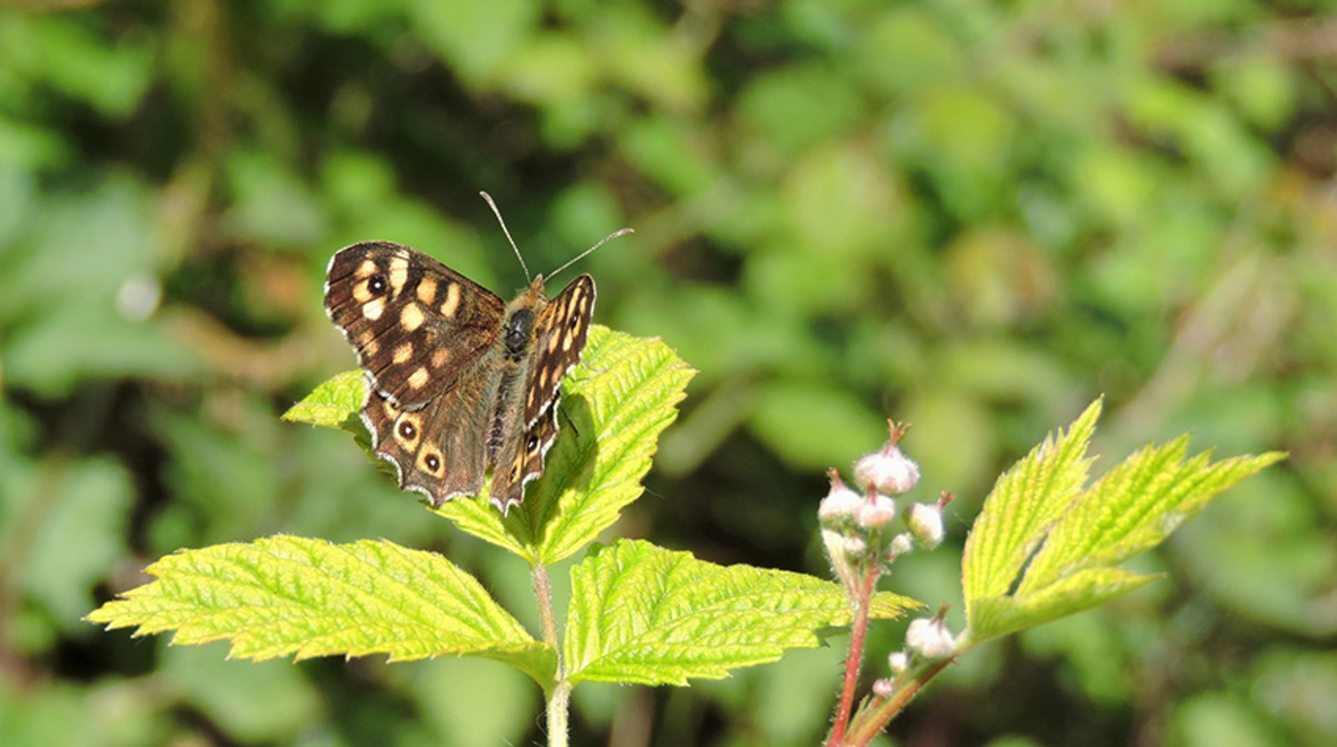 Het orakel van de bosnimf - Vroege Vogels - BNNVARA