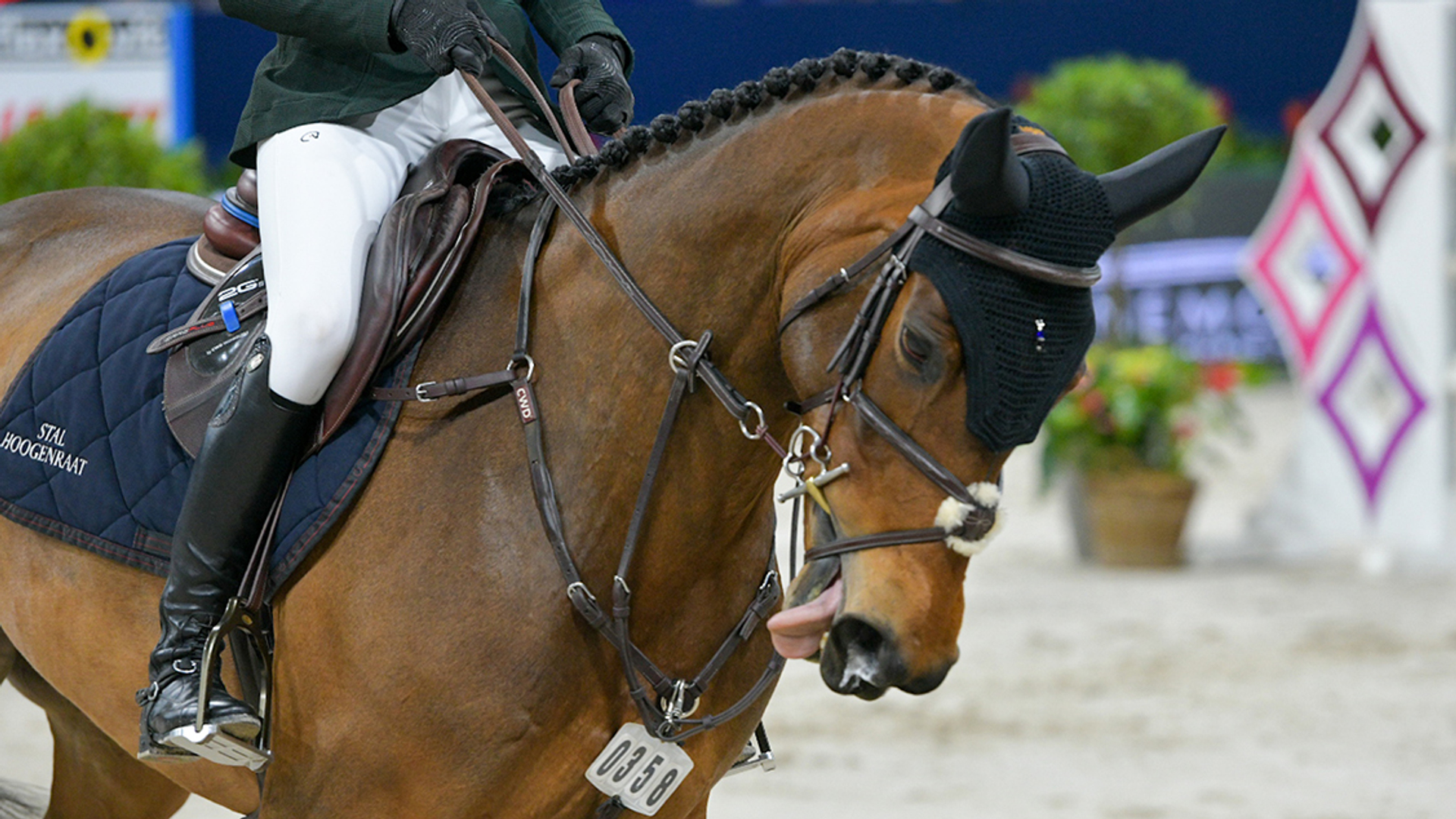 Animal Rights wil af van paardensport op de Olympische Spelen - Vroege ...