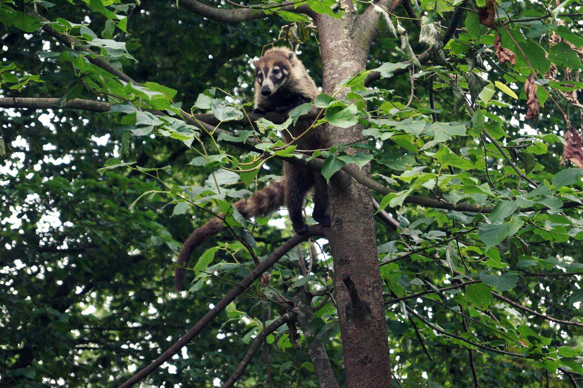 Exotische neusbeer dwaalt rond in Breda - Vroege Vogels - BNNVARA