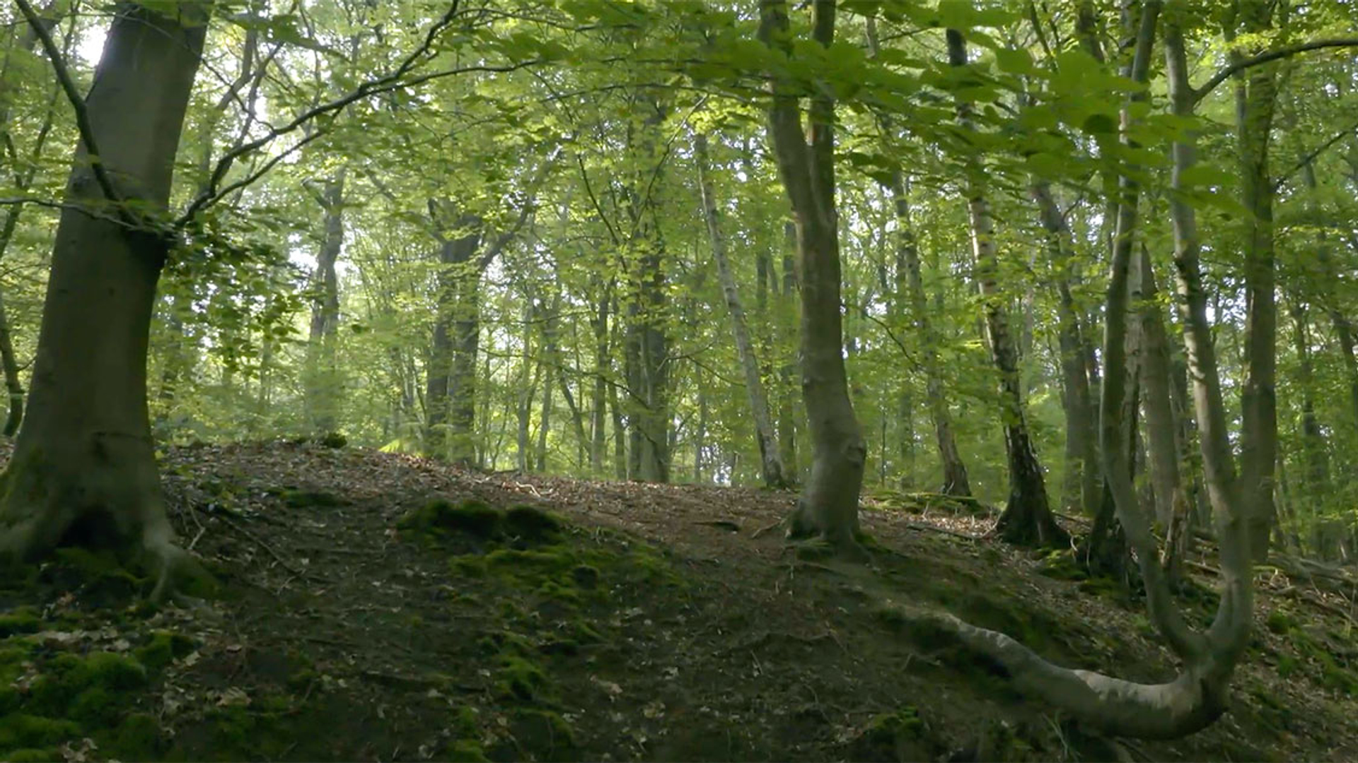 Natuur op de Groesbeekse stuwwal uit de IJstijd - Vroege Vogels - BNNVARA