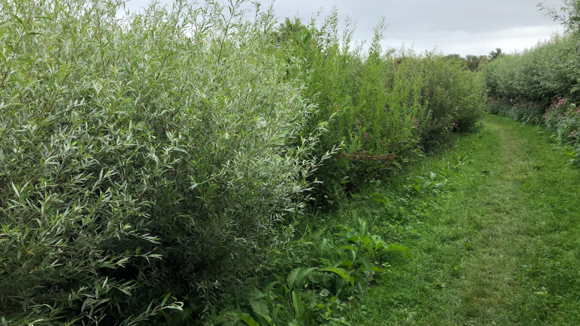 Je hebt wilgen en wilgen - Vroege Vogels - BNNVARA