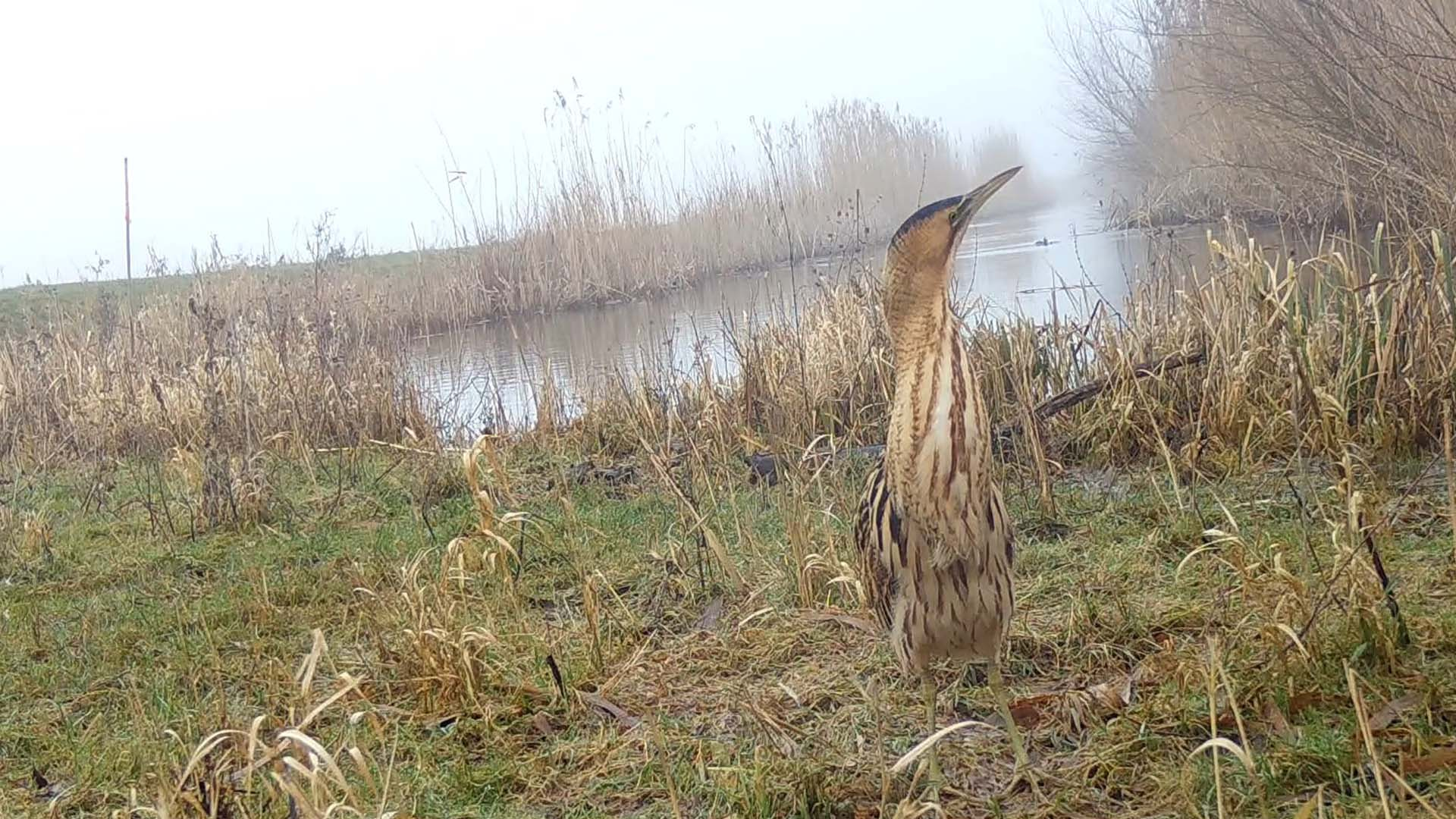 Roerdomp neemt een kijkje | Zelf Geschoten - Vroege Vogels - BNNVARA