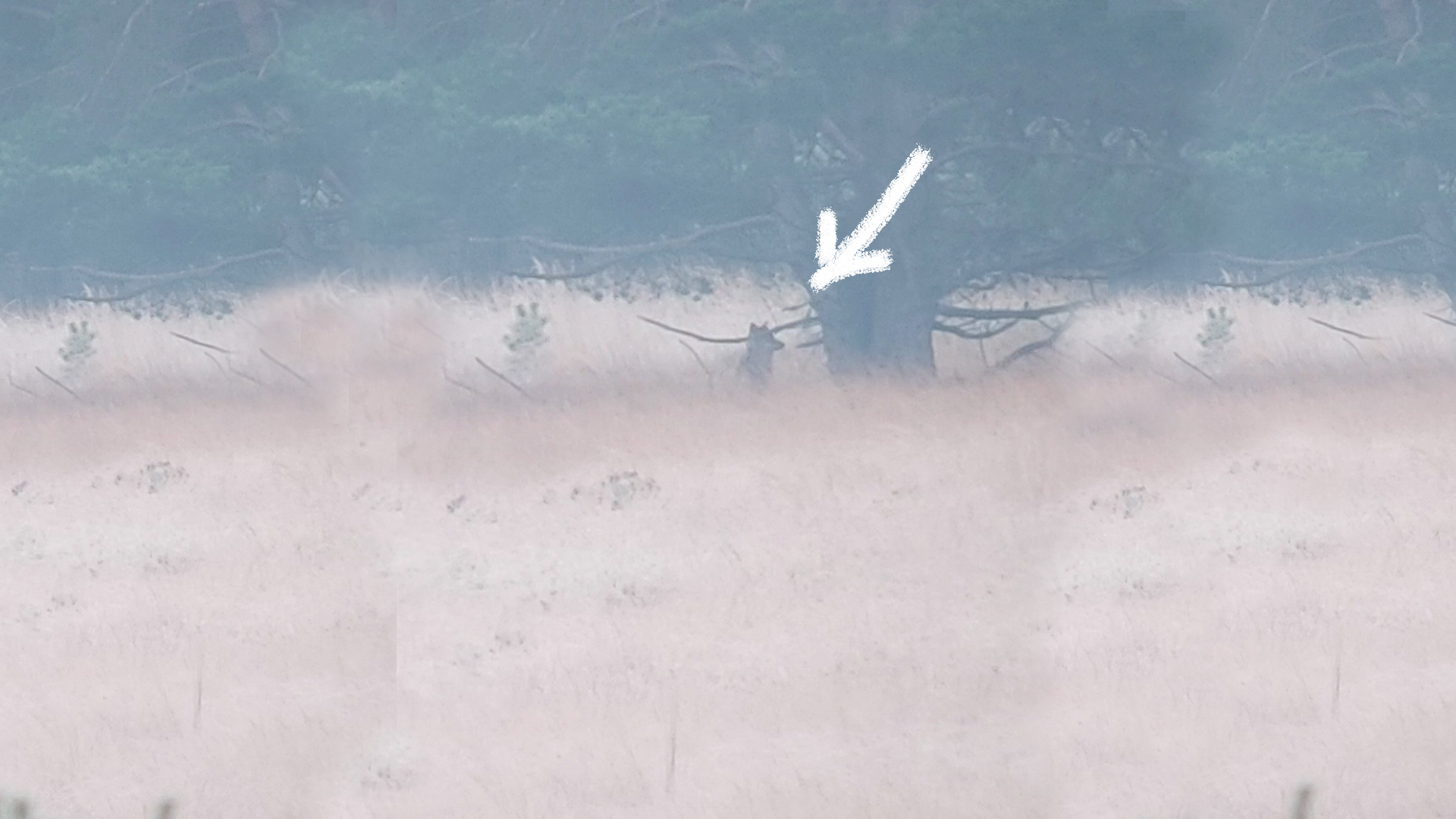 Rustende wolf | Zelf Geschoten - Vroege Vogels - BNNVARA