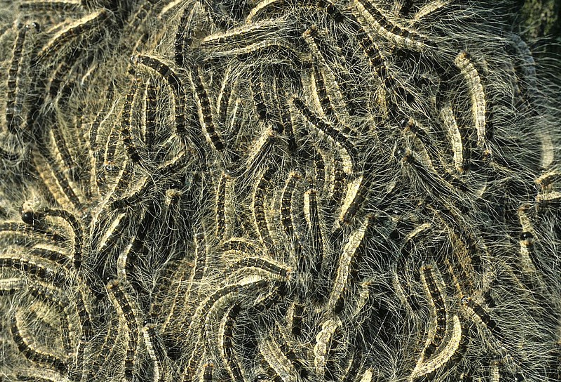 Overlast eikenprocessierups zal meevallen voor zomer 2023 - Vroege Vogels - BNNVARA