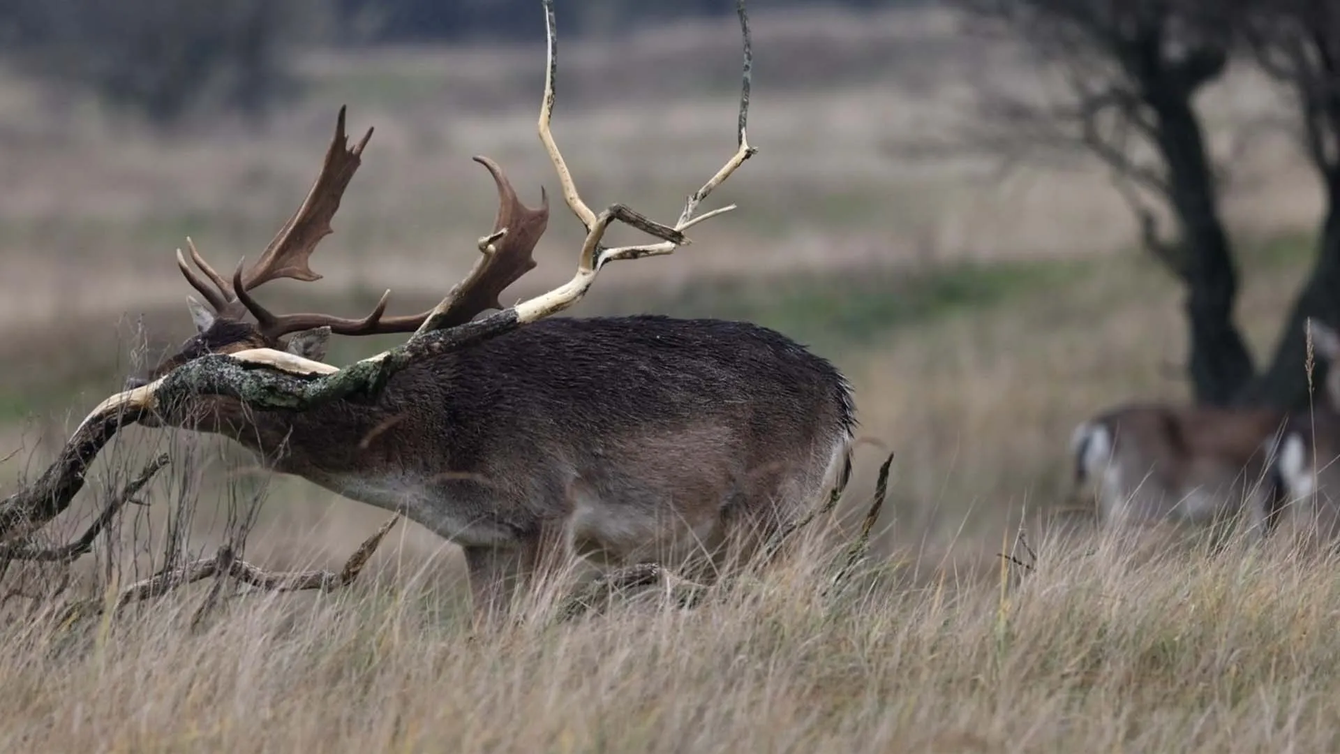 Damhert eet aan tak | Zelf Geschoten - Vroege Vogels - BNNVARA