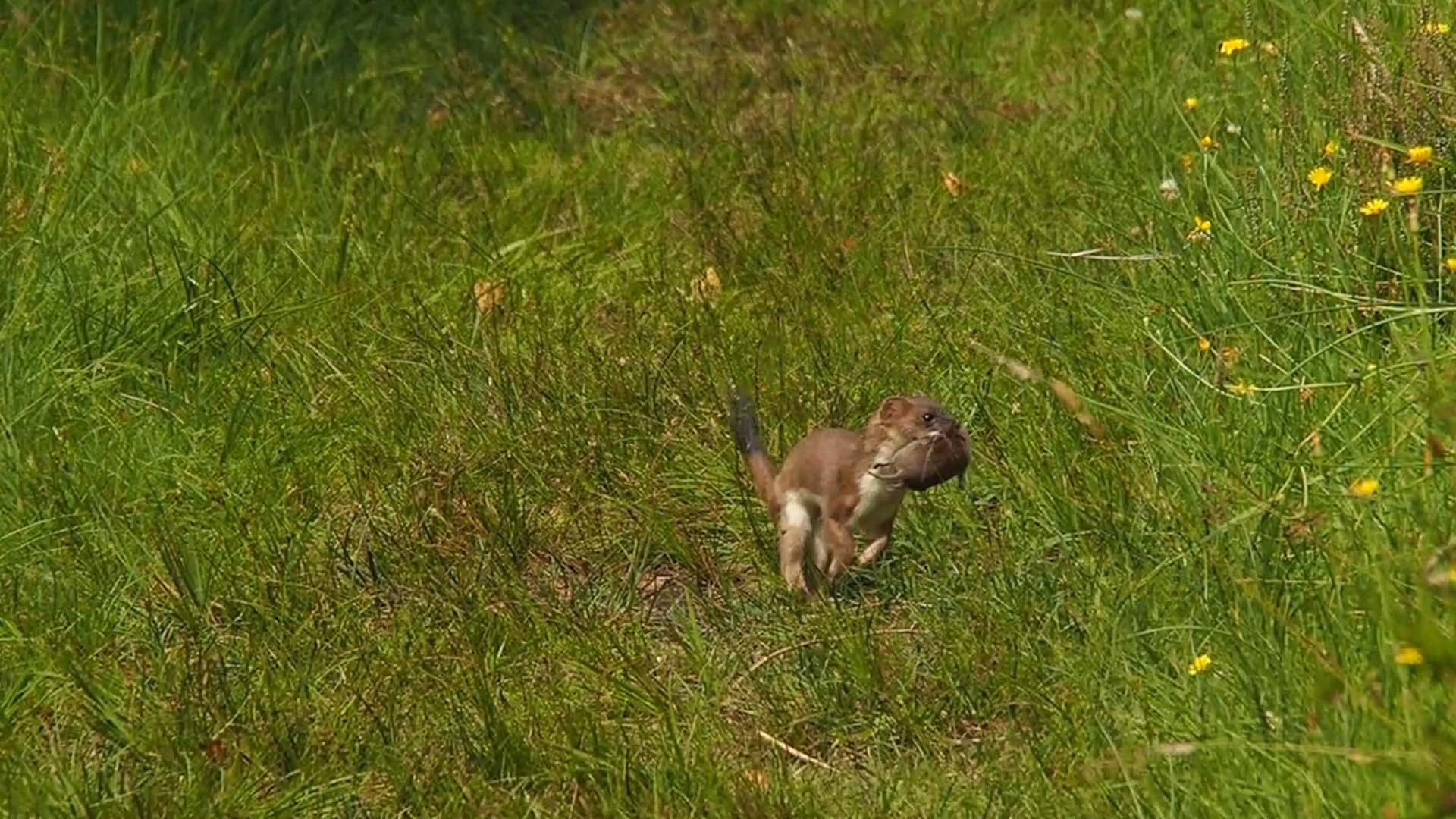 Hermelijn huppelt met prooi | Zelf Geschoten - Vroege Vogels - BNNVARA