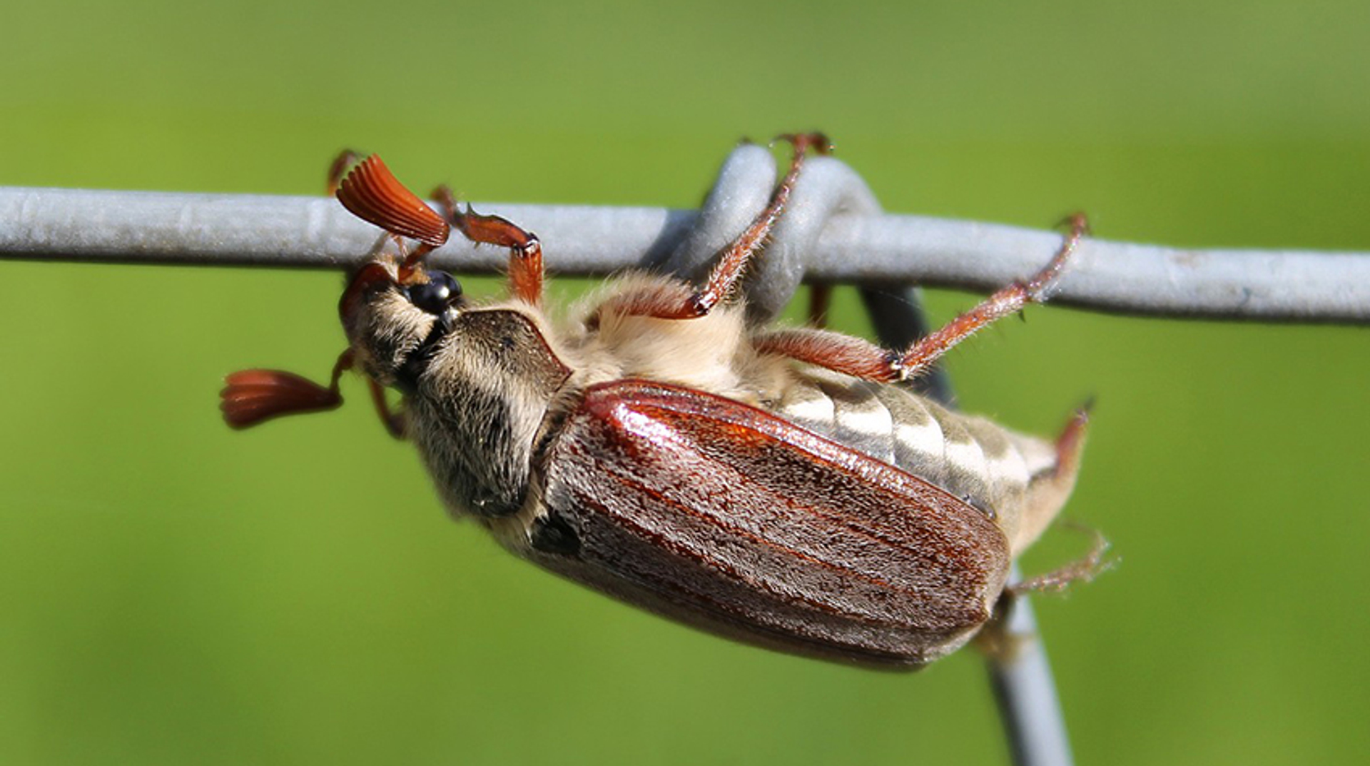 Tijd voor de meikever! - Vroege Vogels - BNNVARA