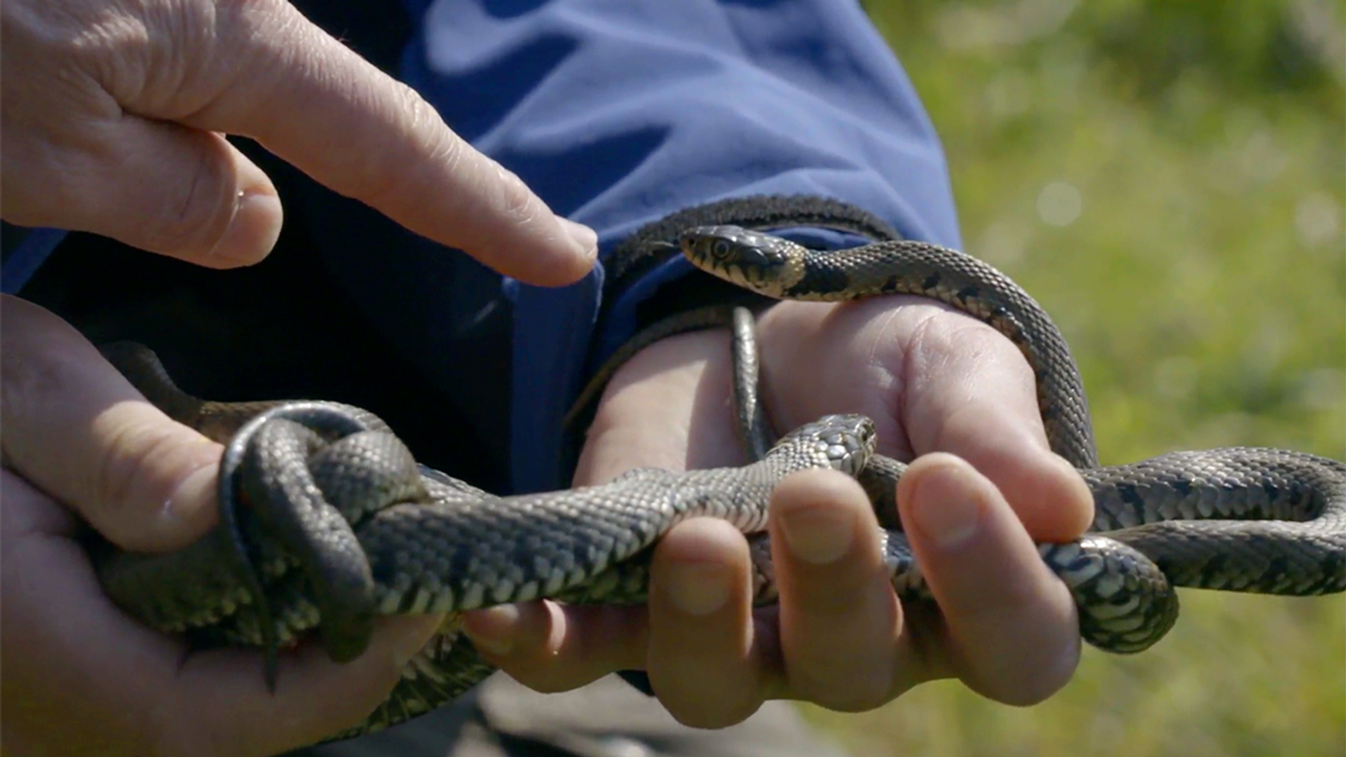 Ringslangen op de Diemerdijk - Vroege Vogels - BNNVARA