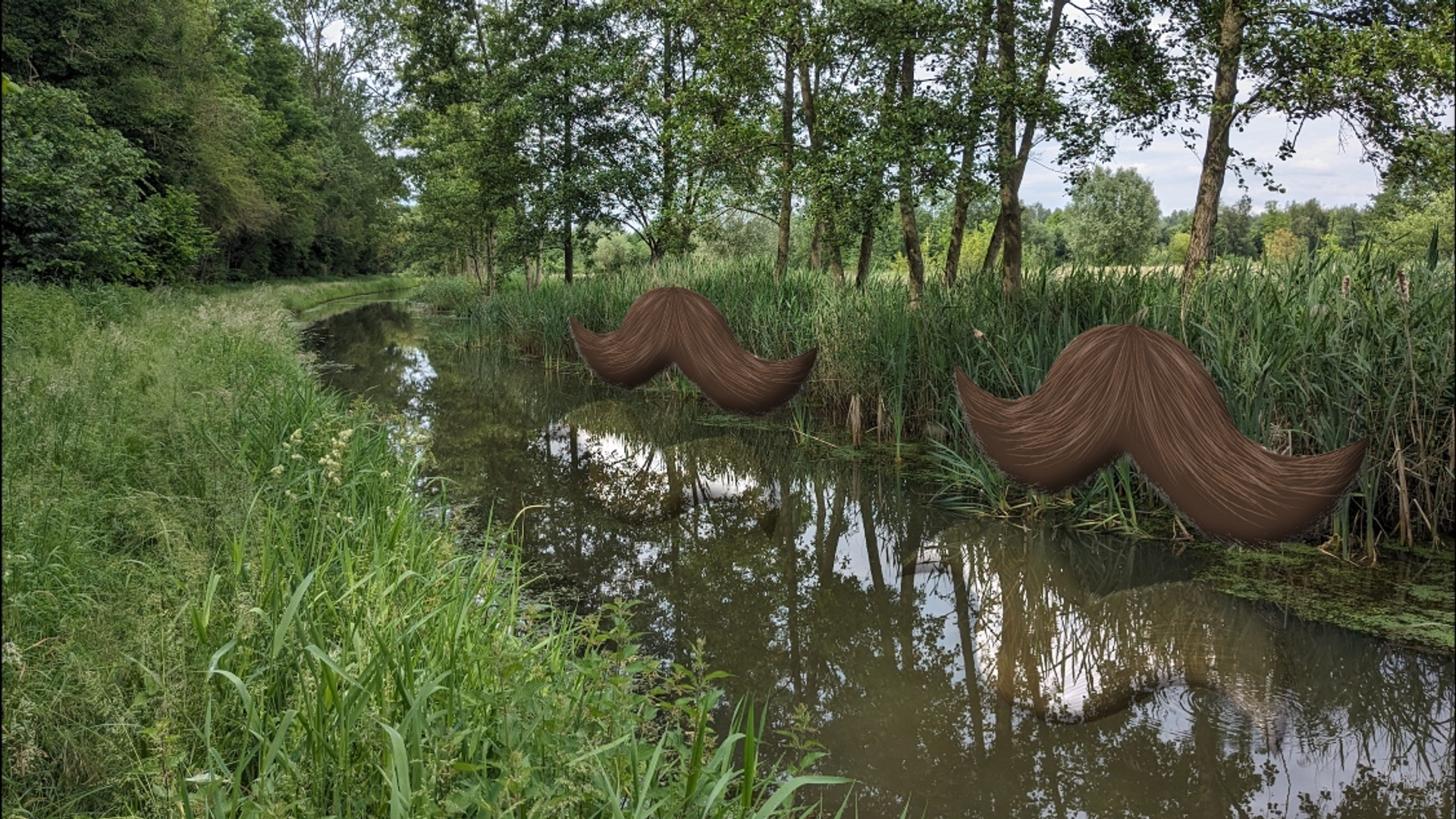 Laat staan die snor! Dat helpt de biodiversiteit - Vroege Vogels - BNNVARA