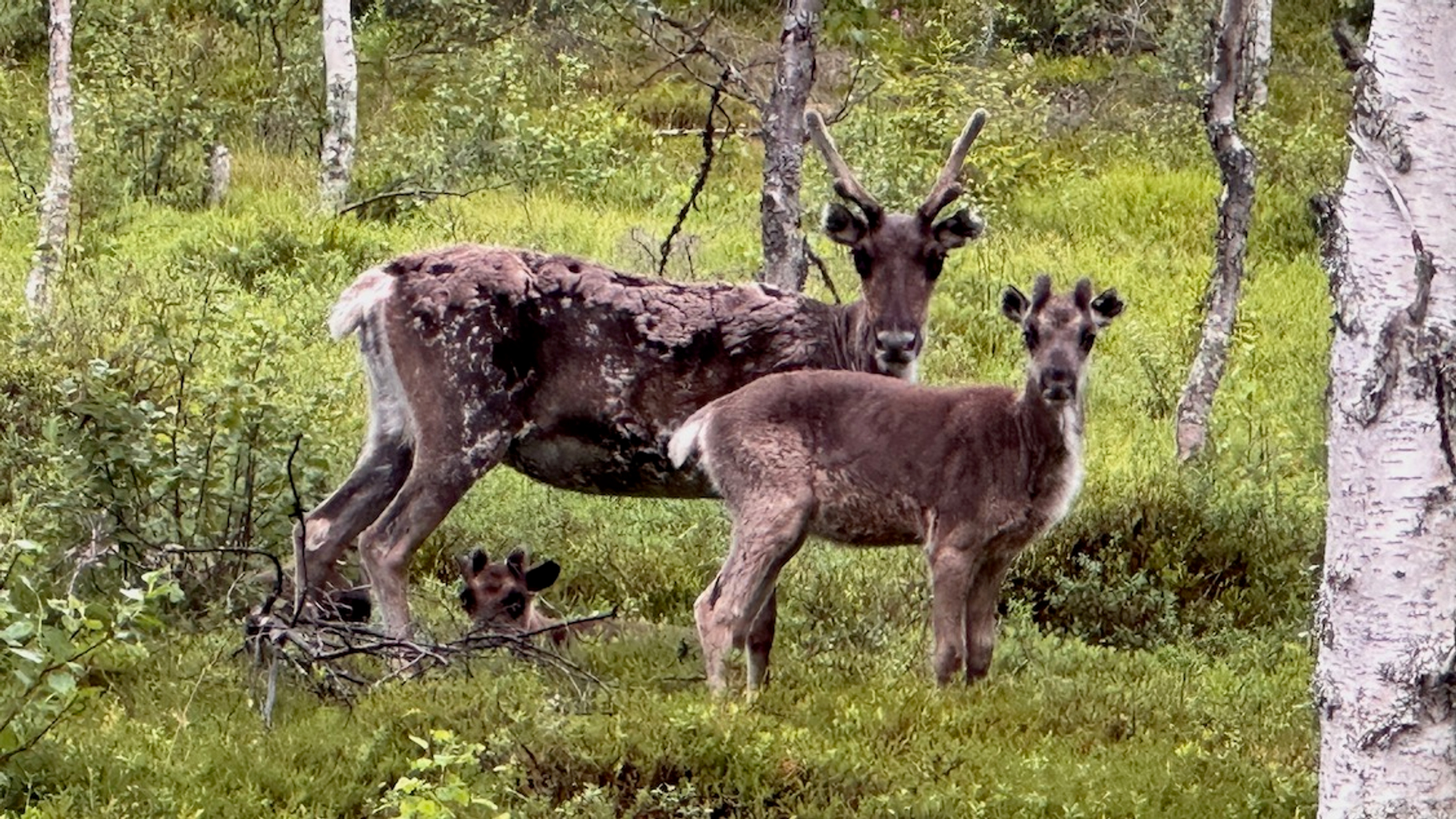 Van toendra naar taiga | Podcast - Vroege Vogels - BNNVARA